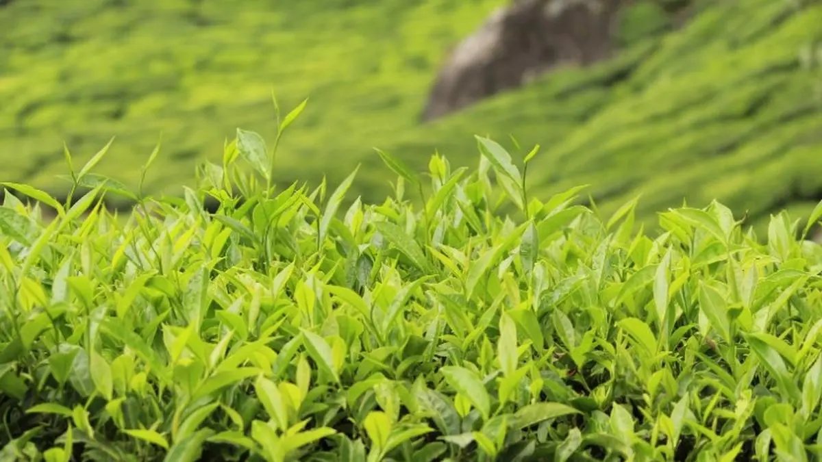 India’s tea exports rise nearly 10% in 2024; Q1 2025 output shows mixed ...